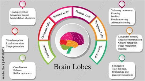 Brain Lobes Vector Illustration Human Brain Infographic Vector Brain