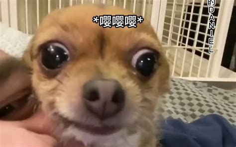 我可爱的小狗 bilibili B站 无水印视频解析YIUIOS易柚斯