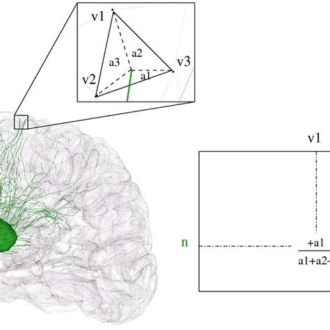 connectivity matrix of a nucleus n to the cortex surface v1 v2 and v3