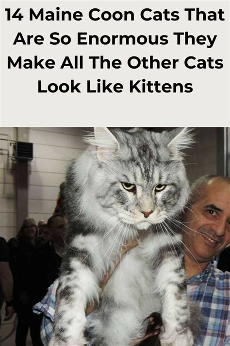 14 Maine Coon Cats That Are So Enormous They Make All The Other Cats