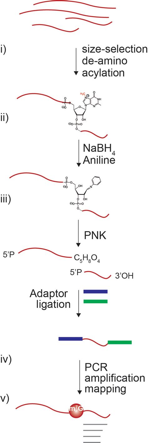 Schematic View Of Chemistry And Bo Sequencing Methodology Schematic