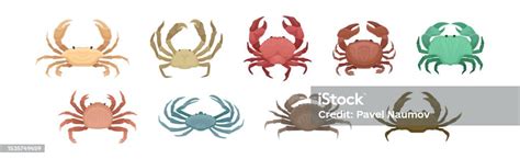 발톱 벡터 세트를 가진 Decapod 갑각류와 같은 다른 게 갈고리 발톱에 대한 스톡 벡터 아트 및 기타 이미지 갈고리 발톱