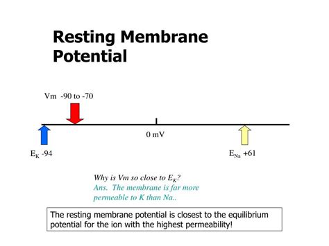 Ppt Membrane Potential Powerpoint Presentation Free Download Id