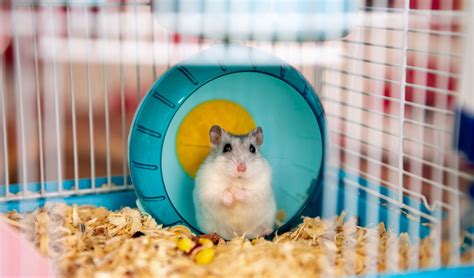 Esp Rance De Vie D Un Hamster Communaut Mcms