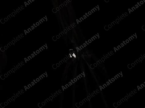 Pisiform Joint Left Complete Anatomy