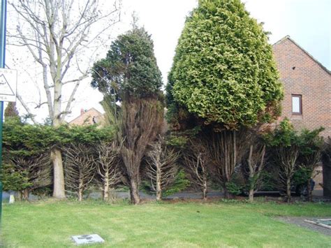 Pruning Archives Plantplots Prune Plants Conifers