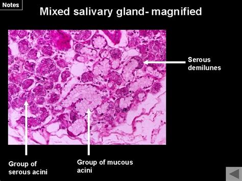 Salivary Glands Serous Salivary Gland Notes Serous Salivary