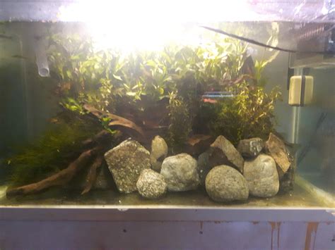 My Old Bass Tank Rplantedtank