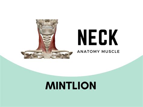 Anatomy 6 목 근육 민트리온 온라인 캠퍼스