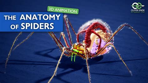 The Fantastic Anatomy Of Spiders All You Have To Know YouTube