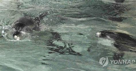 이를 어쩌나 아픈 남방큰돌고래