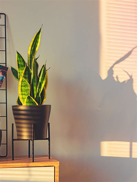 10 Hard To Kill Plants