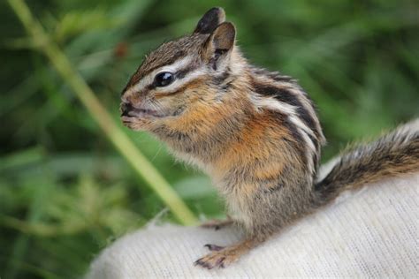 Critter Care Online Store