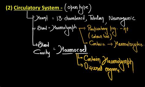 Anatomy Of Cockroach Class 11 Biology Ncert Notes