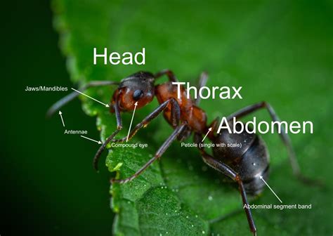External Anatomy Of Ants Myrms Ant Nest