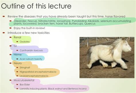 Equine Toxicology I II Lecture Exam Flashcards Quizlet