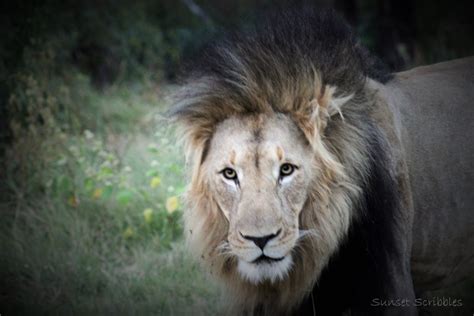 The Big Five South Africa