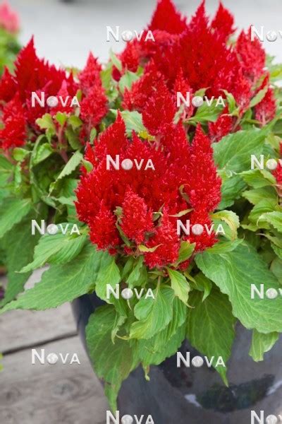 Celosia Ice Cream Cherry Improved