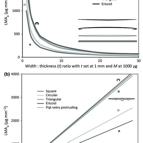 Effect On Leaf Mass Per Unit Area Lma Of Different Leaf Shapes When Download Scientific