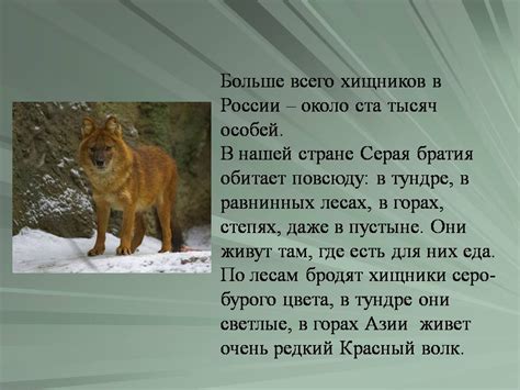 Волки Презентации по биологии