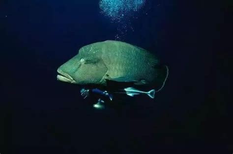 可以變性的蘇眉，世界上最大的珊瑚魚類之一｜海底新任表情帝——蘇眉 壹讀