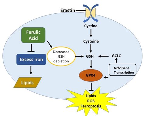 Upregulation Of Nrf2 Signalling And The Inhibition Of Erastin Induced