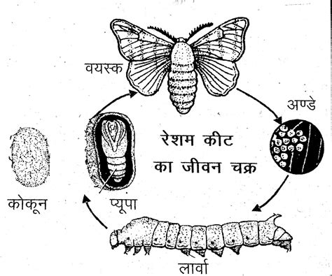 सेरीकल्चर Sericulture किसे कहते है ।रेशम कीट का जीवन चक्र समझाइये।