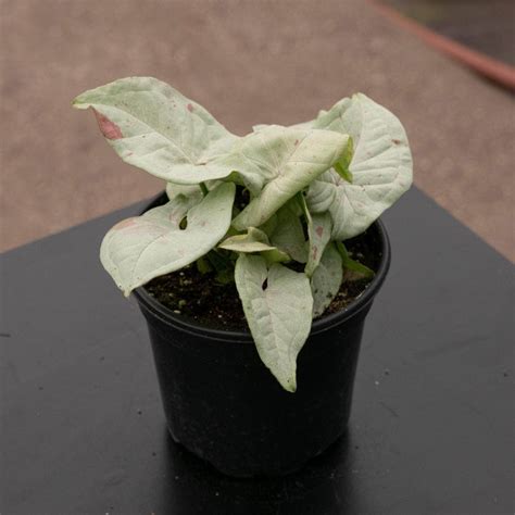 Syngonium Podophyllum Milk Confetti Gabriella Plants