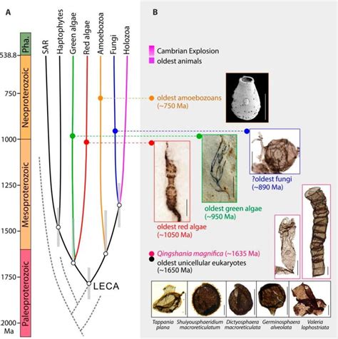 Early Complex Life Forms Revealed 163 Billion Year Old Multicellular Fossils Unearthed In China
