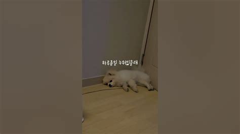 퍼져있는 흰자 눕는게 최고 포메라니안 귀여운 강아지 노른자 흰자 누워서 Youtube