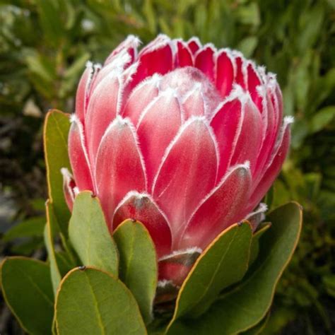 Protea Pink Princess