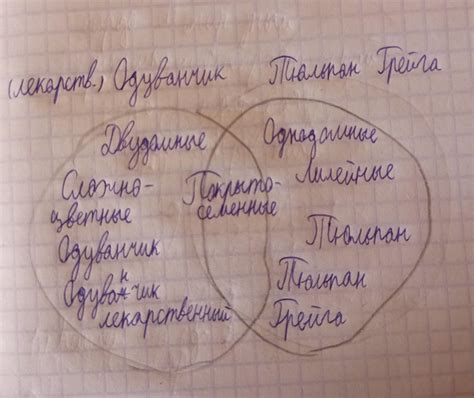 Диаграмма Венна Одуванчик лекарственный с тюльпаном Грейга Школьные