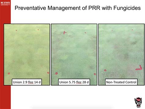Are You Pythed Off At Pythium Root Rot NC State Extension