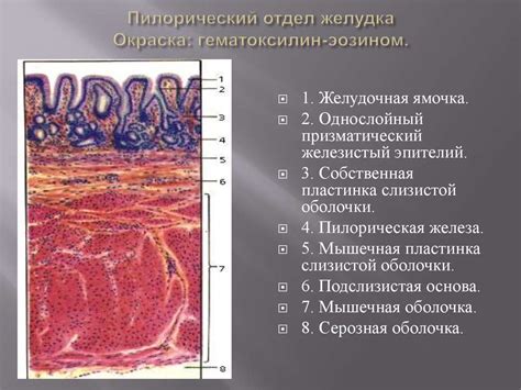 Пищеварительная система средний отдел презентация онлайн