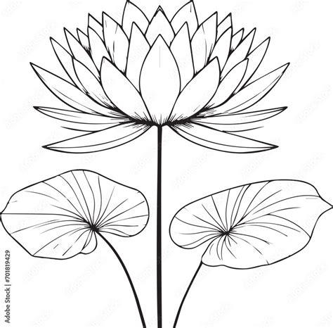 Nymphaea Water Lily Drawings Outline Water Lily Drawing Outline Water