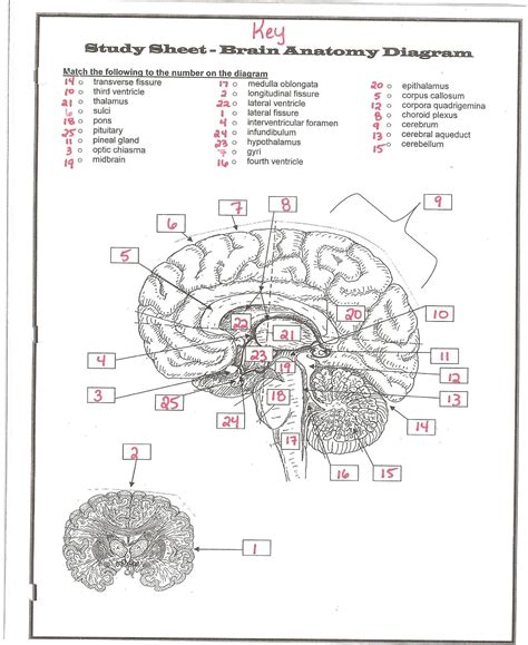 Brain Parts And Functions Brain Anatomy And Function Human Brain