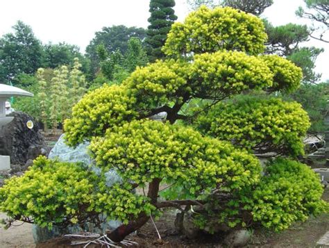 キンキャラ販売 茨城那珂 秋元園芸
