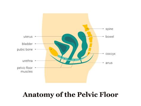 Pelvic Floor Faqs Heres What You Need To Know Healthista