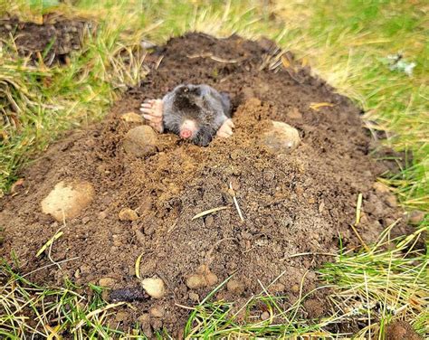 Expert Mole Exterminator Service Martins Moles