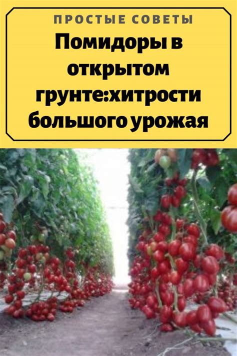 сад и огород Огород Сад Выращивание помидоров
