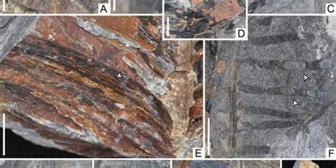 Fossils Reveal Plant Insect Interactions Across The Triassic Jurassic