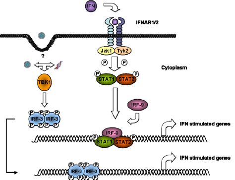 The Jakstat Signalling Pathway The Binding Of Ifn To The Ifn αβ Download Scientific Diagram