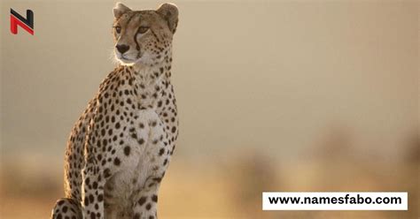 300 Cheetah Names With Meaning Generator