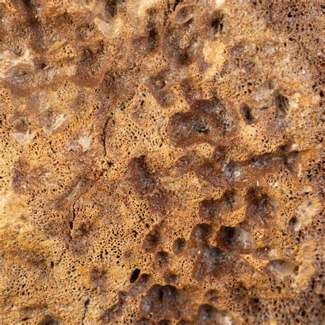 Fossil Mammoth Femur Woolly Mammoth Mmt 60 Fossil Mammoth Femur Woolly Mammoth Mmt 60