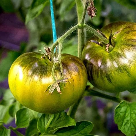 Reviews Marmande Verte Organic Tomato Seeds Shipping Is Free For