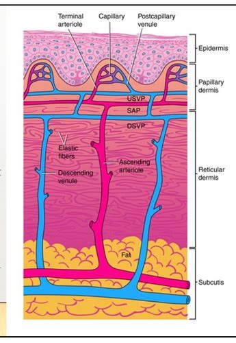 Skin Structure Function Flashcards Quizlet