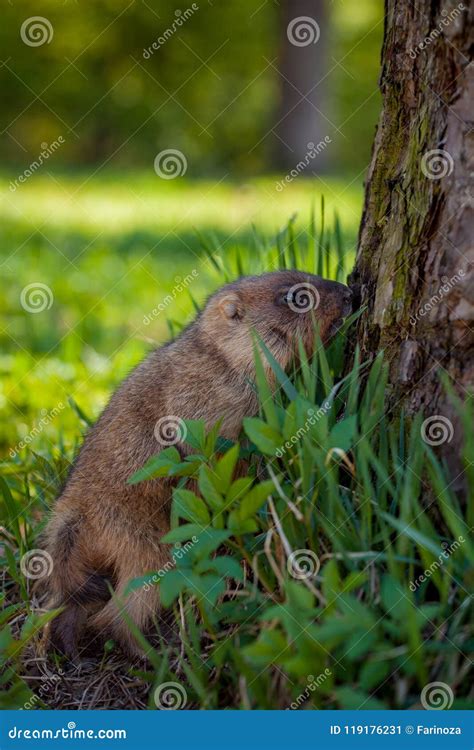 The Bobak Marmot Cub On Grass Stock Image Image Of Bunting Cute