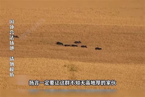 野猪肆意糟蹋麦田被猎人直接一锅端了简直太过瘾了 麦田 野猪