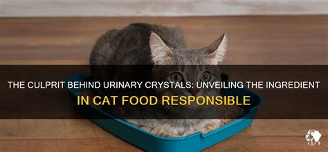 The Culprit Behind Urinary Crystals Unveiling The Ingredient In Cat