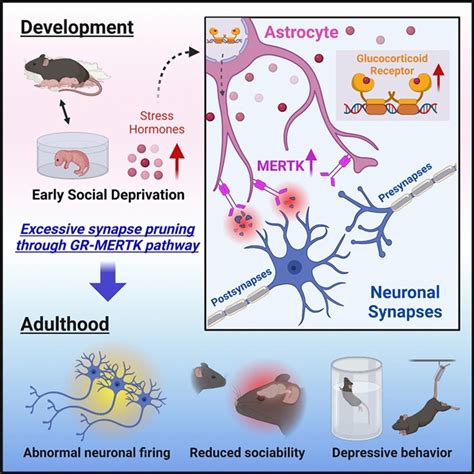 ImmunityGR MERTK信号是应激诱导精神健康状况的治疗靶点 每日生物评论